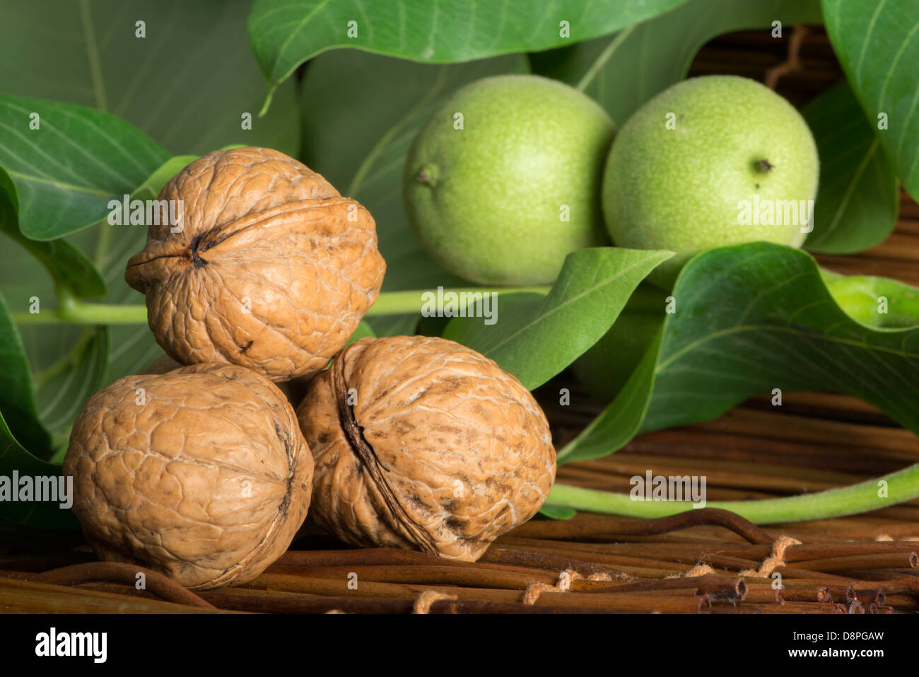 Walnut ripe hi-res stock photography and images - Alamy