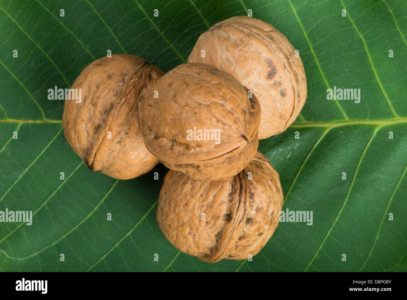 Walnut leave hi-res stock photography and images - Alamy