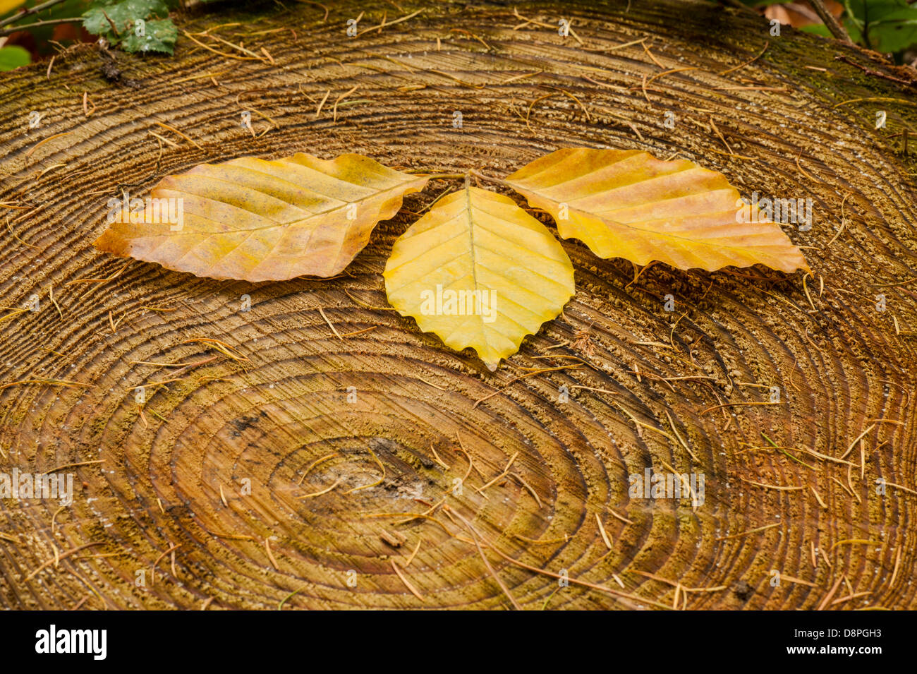 Golden Beech Leaves and pine needles on tree stump Stock Photo - Alamy