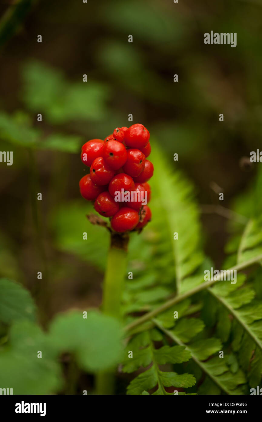 Fruit of the Lords and ladies plant Stock Photo - Alamy