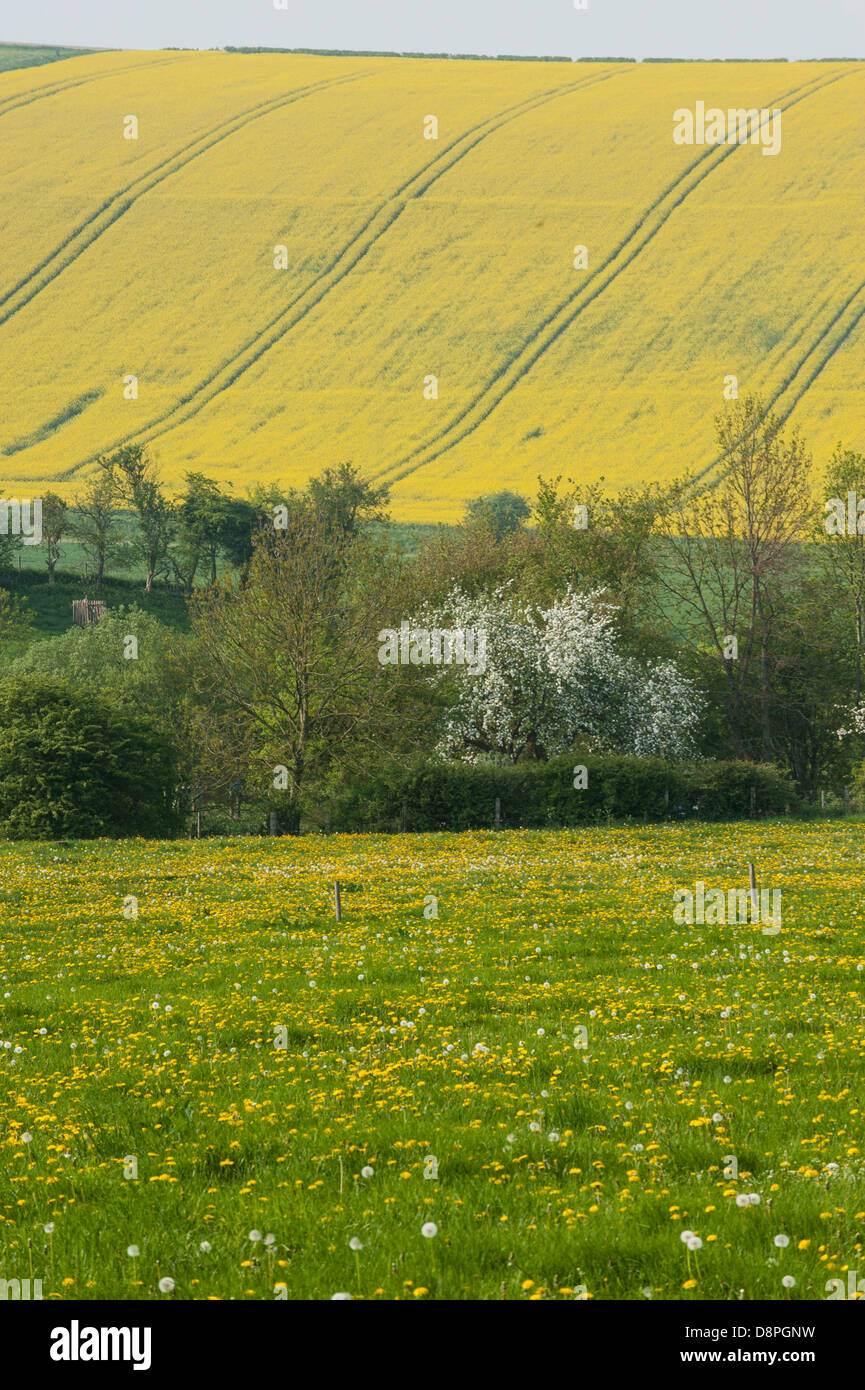 The contrasting Summer landscape of the British shires. Flowering oil ...