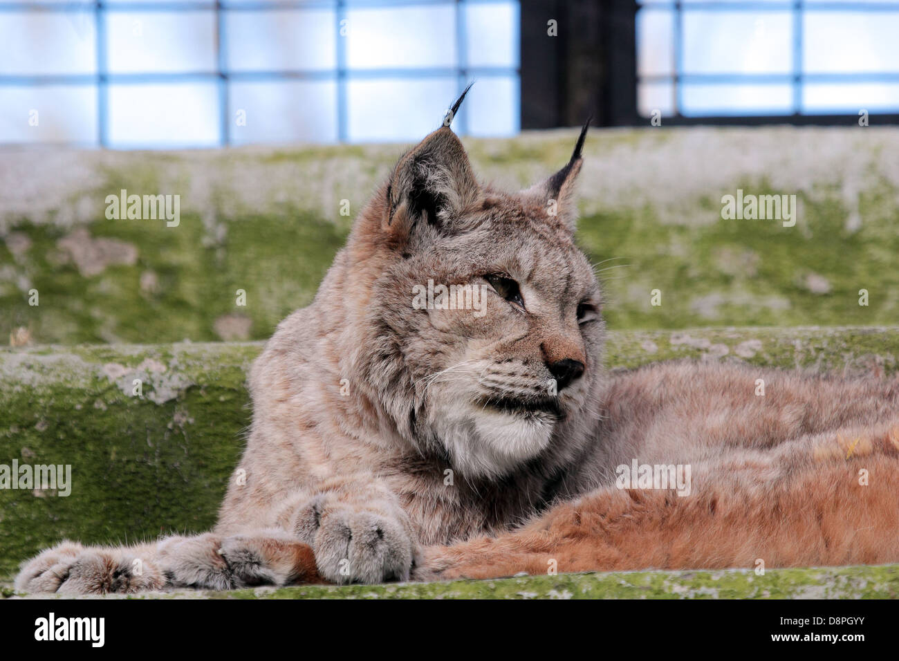 Lynx ears hi-res stock photography and images - Alamy