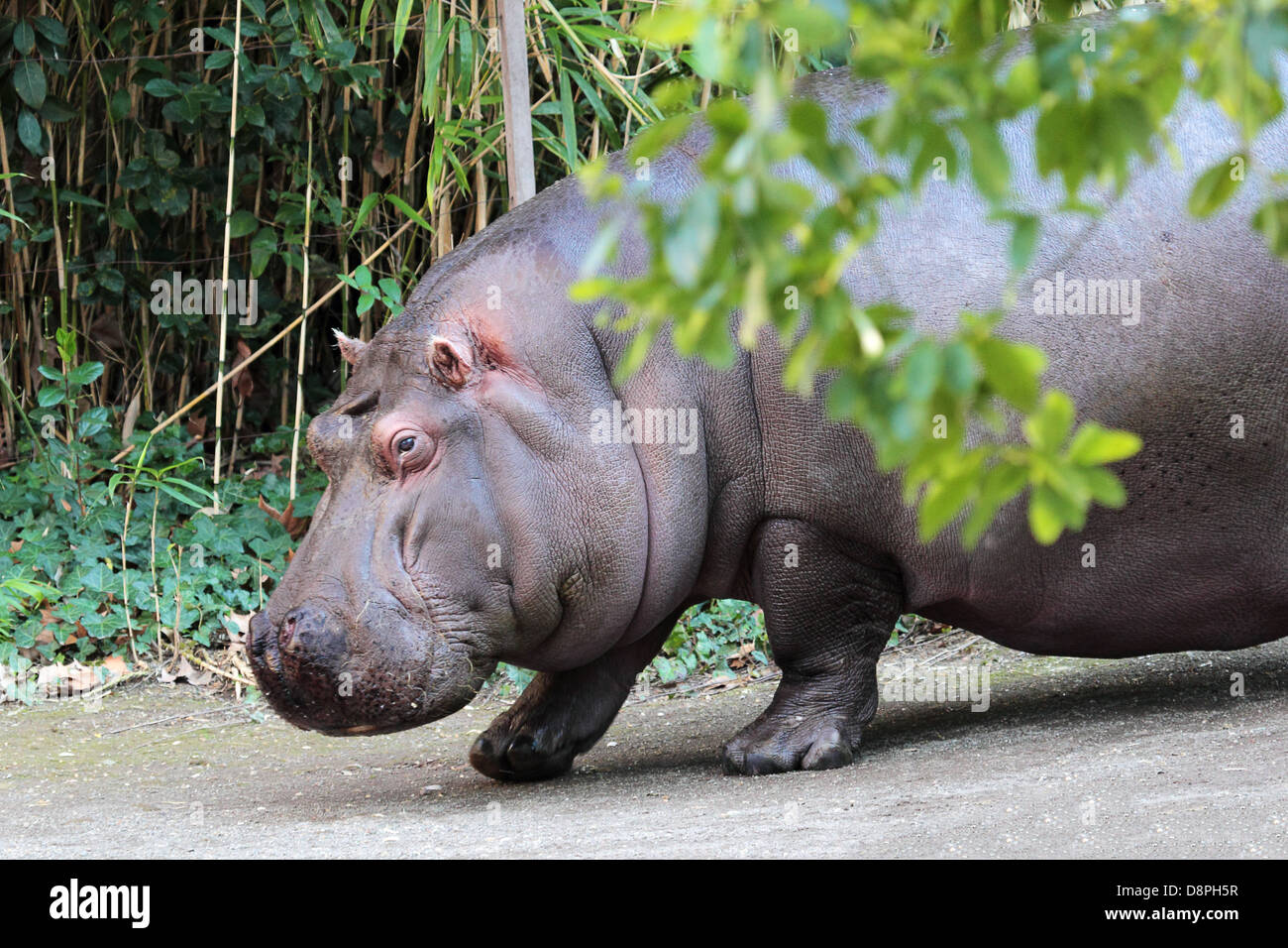 An heavy hippopotamus (Hippopotamus amphibius) walking in the ...