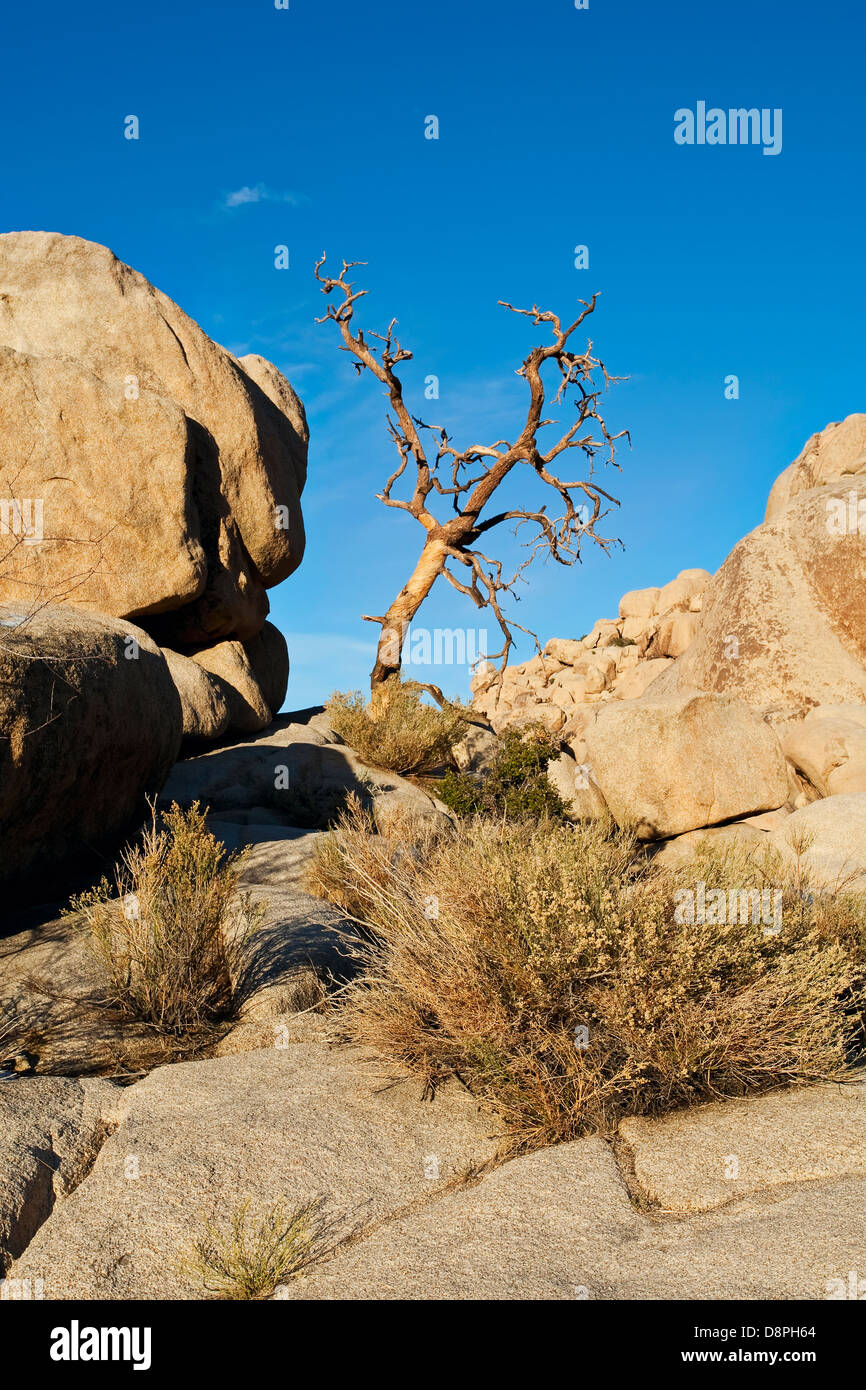 Snag tree hi-res stock photography and images - Alamy