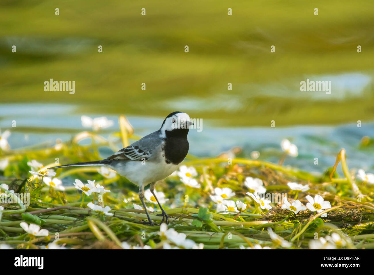 White wagtail motacilla alba immature hi-res stock photography and ...
