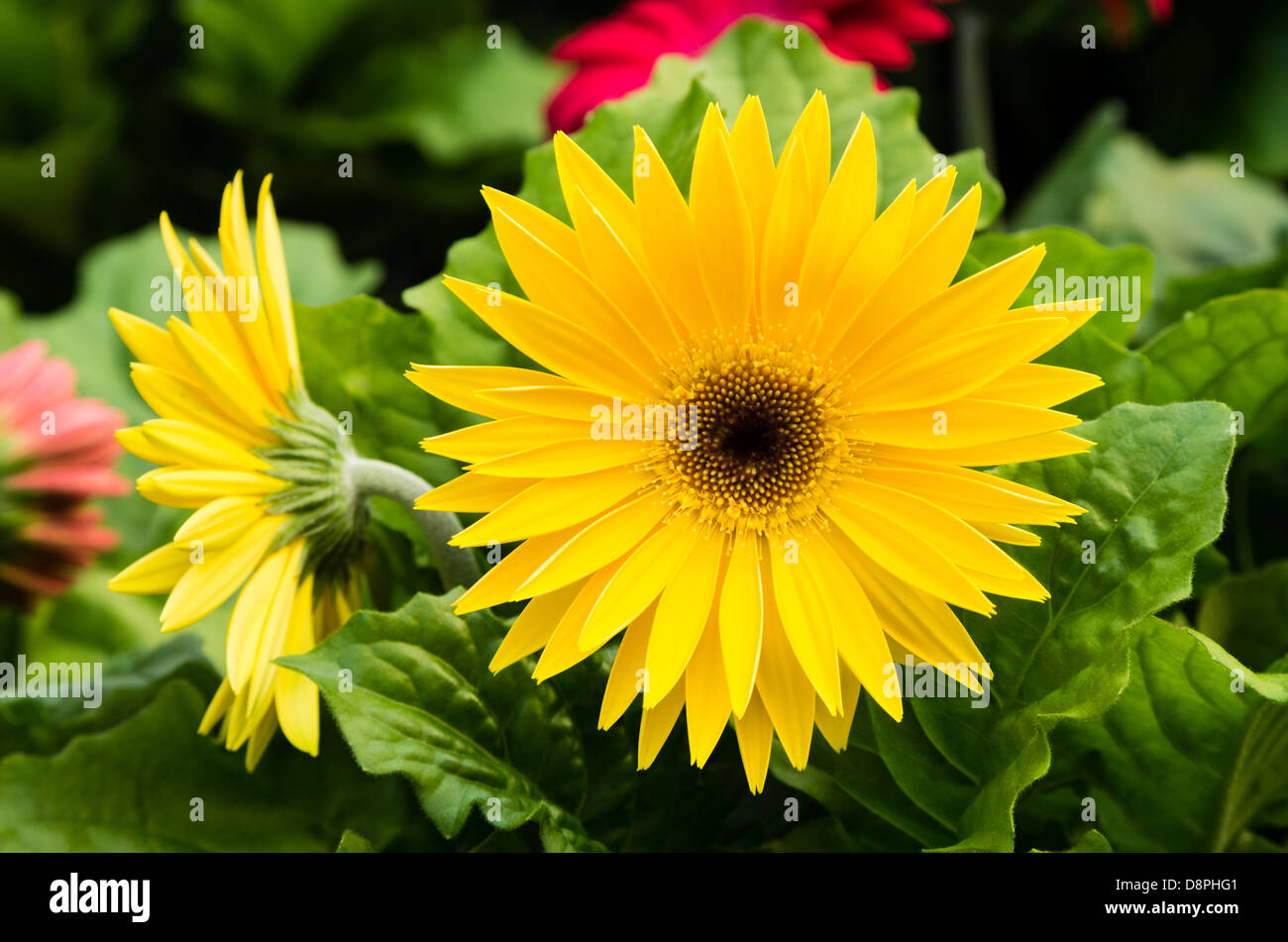 Gerbera daisy plant hi-res stock photography and images - Alamy