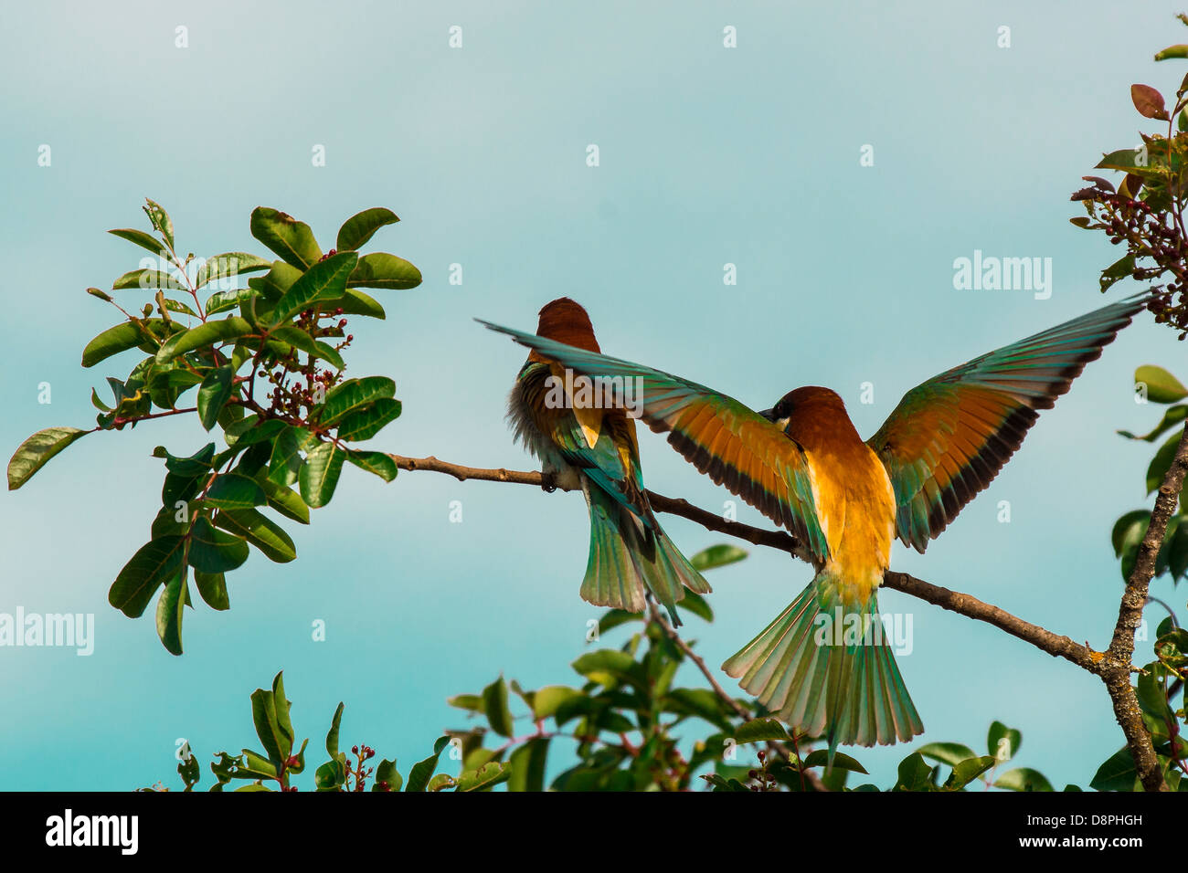 Merops apiaster close up hi-res stock photography and images - Alamy