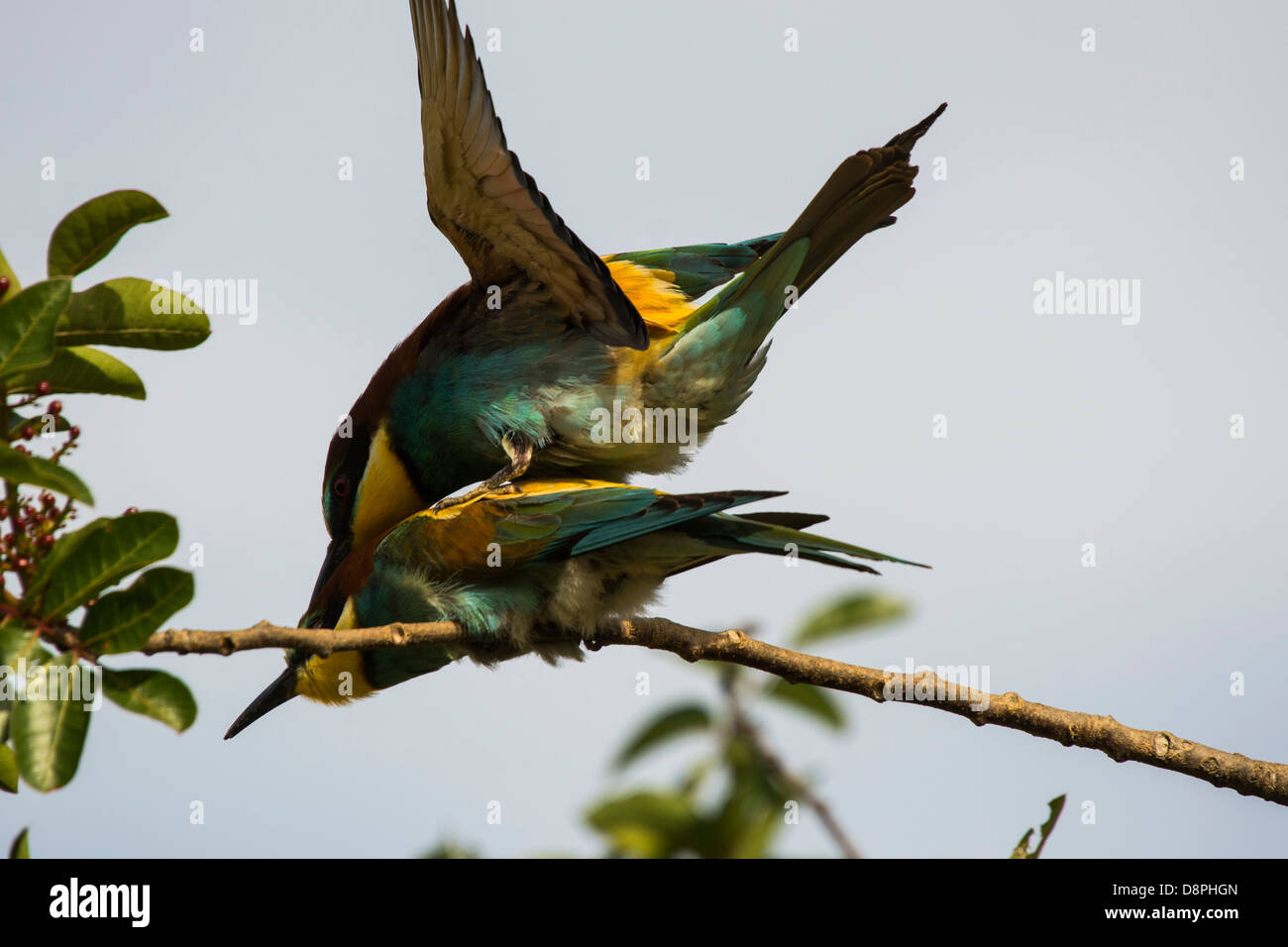Merops apiaster close up hi-res stock photography and images - Alamy