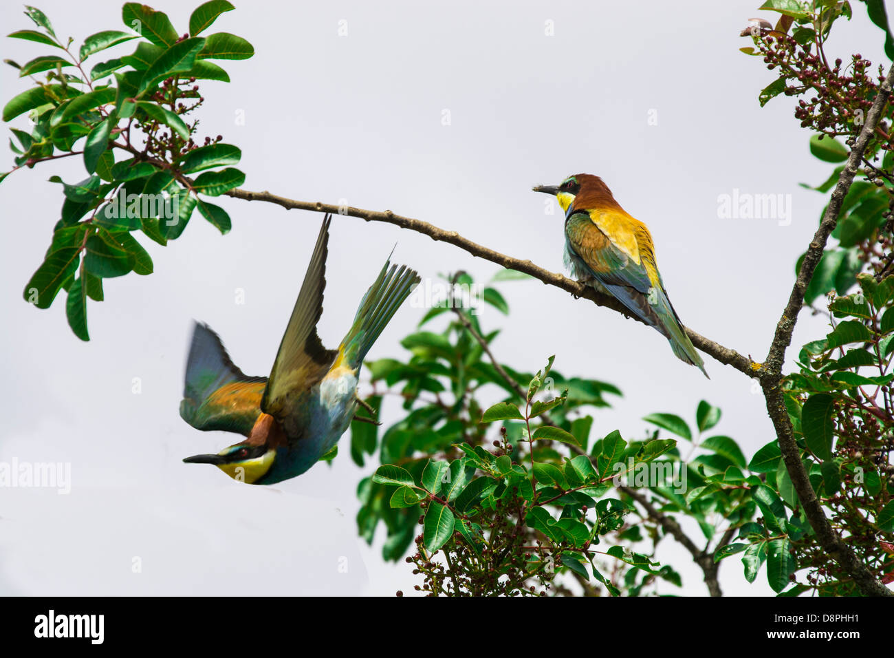Merops apiaster close up hi-res stock photography and images - Alamy