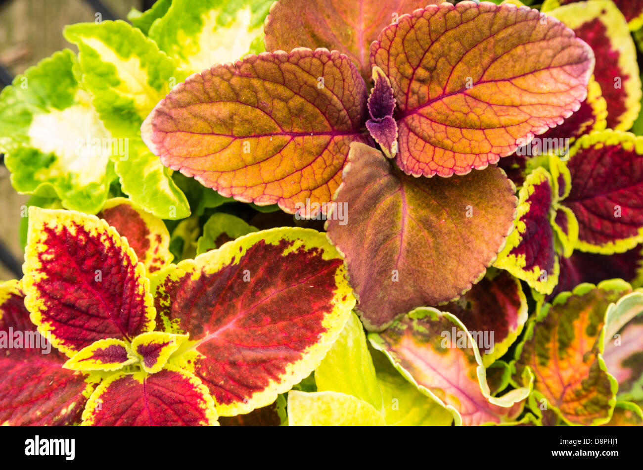 Coleus plants colorful leaves hi-res stock photography and images - Alamy