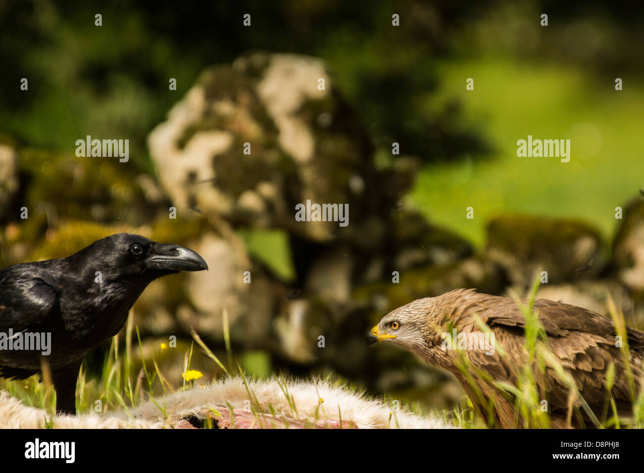 Milvus migrans hunting hi-res stock photography and images - Alamy