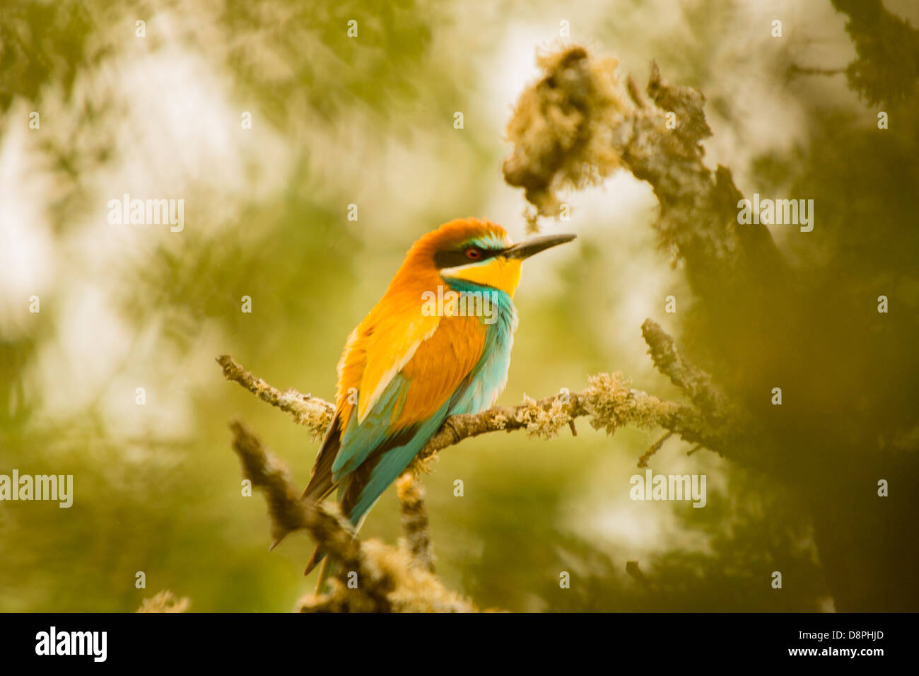 European bea eater hi-res stock photography and images - Alamy