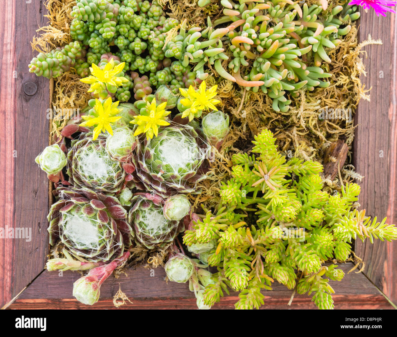 Sempervivum container hi-res stock photography and images - Alamy