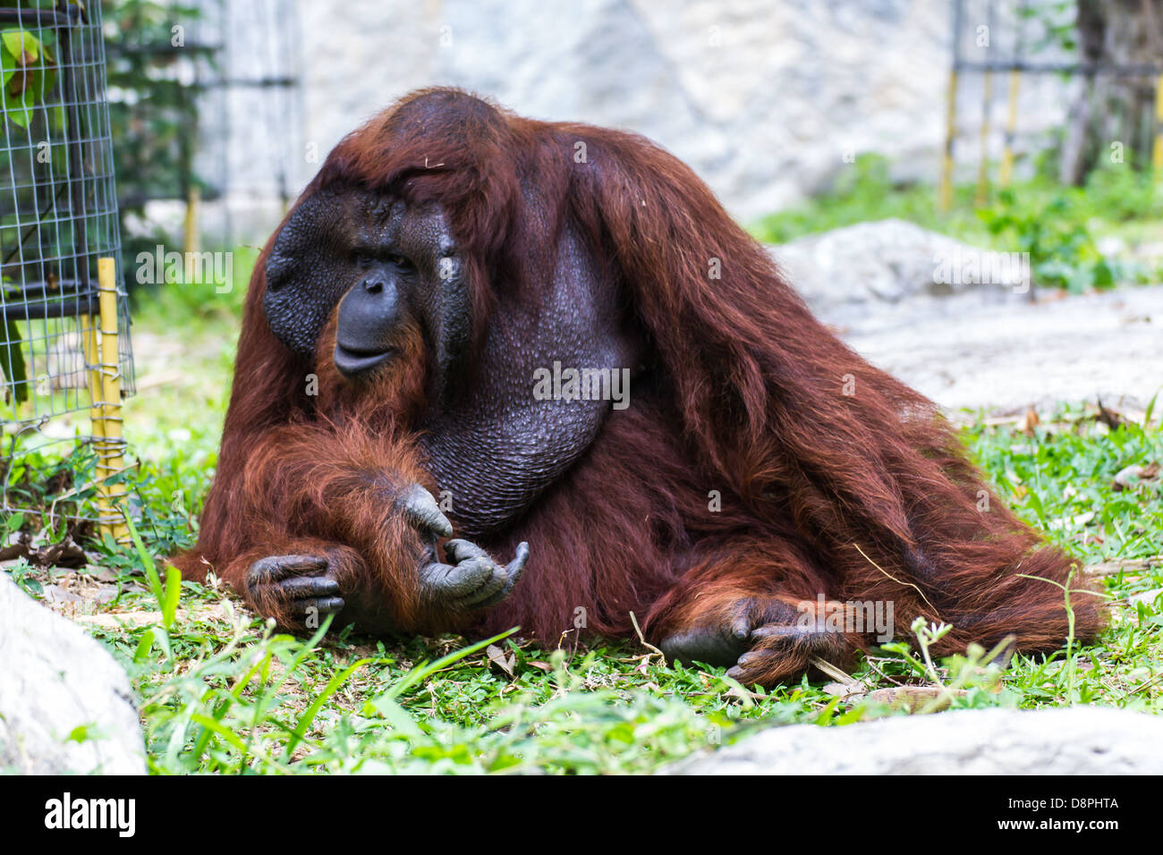 The adult male of the Orangutan in Chiangmai Zoo, Thailand Stock Photo ...