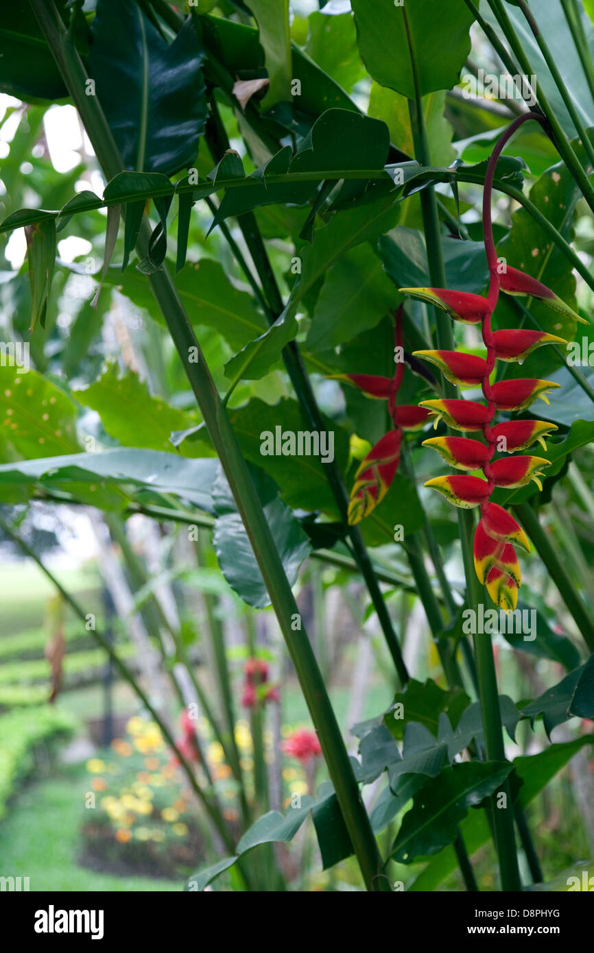 Unusual plant on the grounds of the Rimkok Hotel in Chiang Rai ...