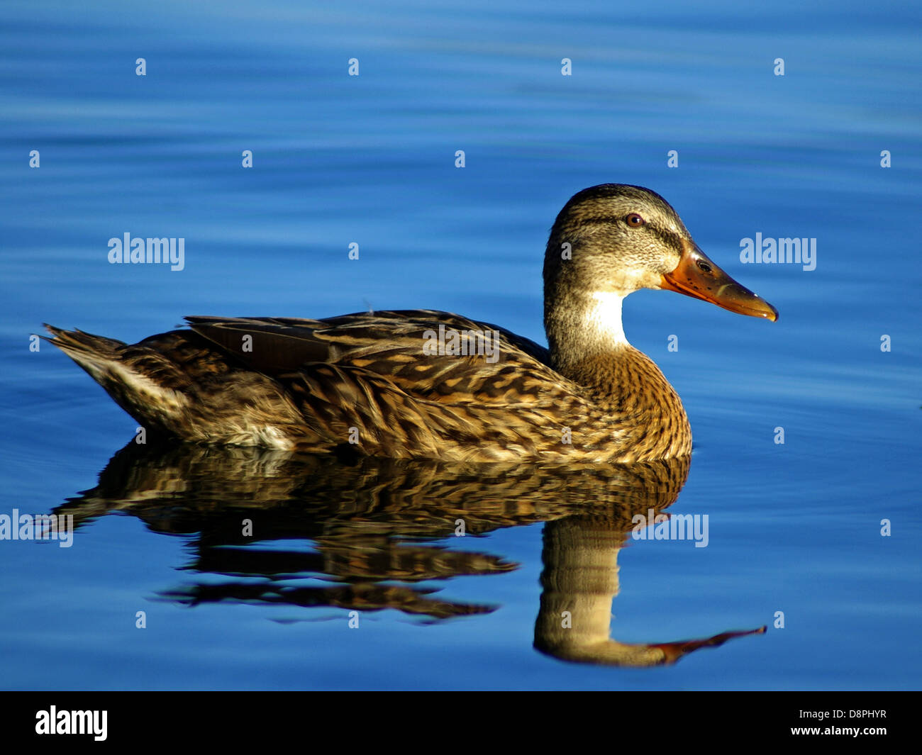 duck on blue lake Stock Photo - Alamy