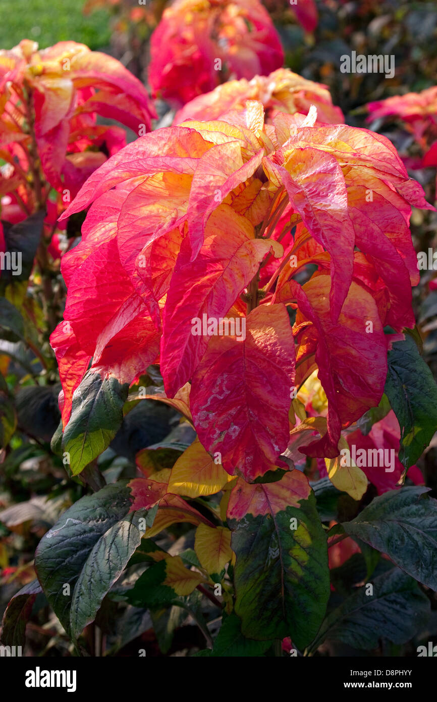 Colorful plants on Rimkok Hotel grounds, Chiang Rai, Thailand Stock ...
