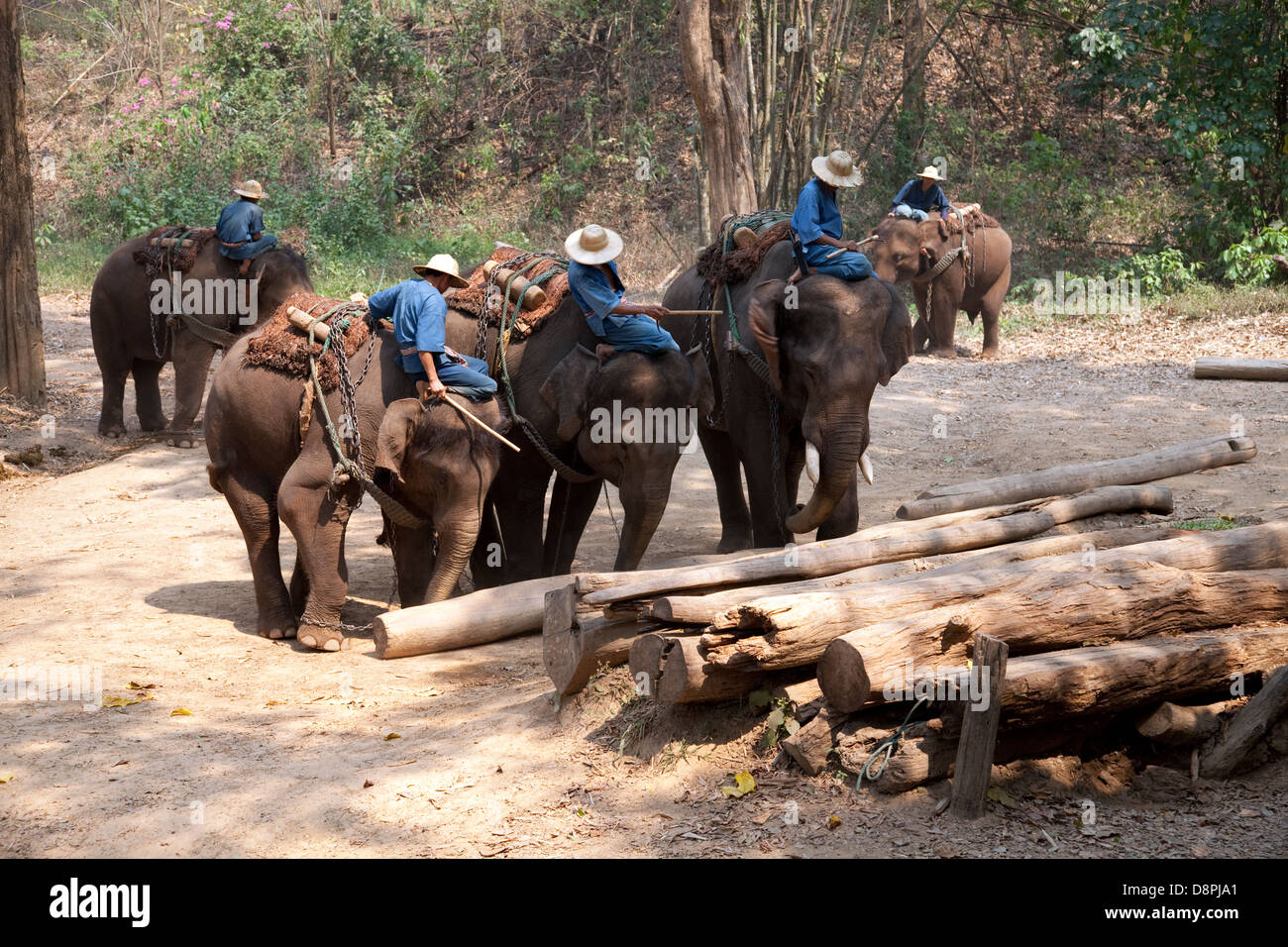 Elephant lifting logs hi-res stock photography and images - Alamy
