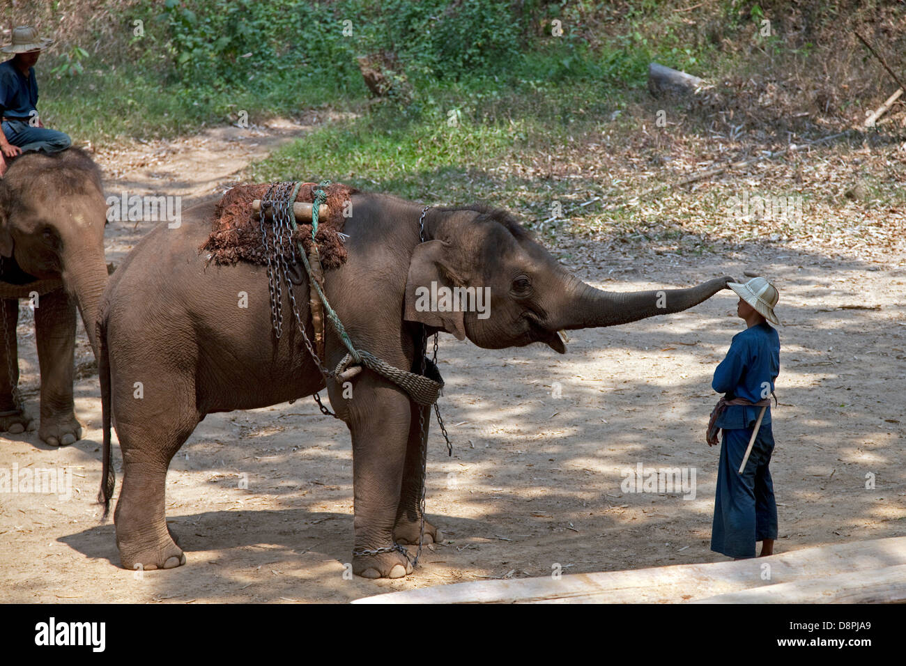 Elephant places hat on mahout's head at Chiang Dao Elephant Camp ...
