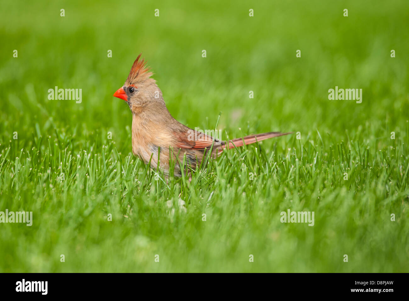 Female Northern Cardinal sitting in green grass Stock Photo - Alamy