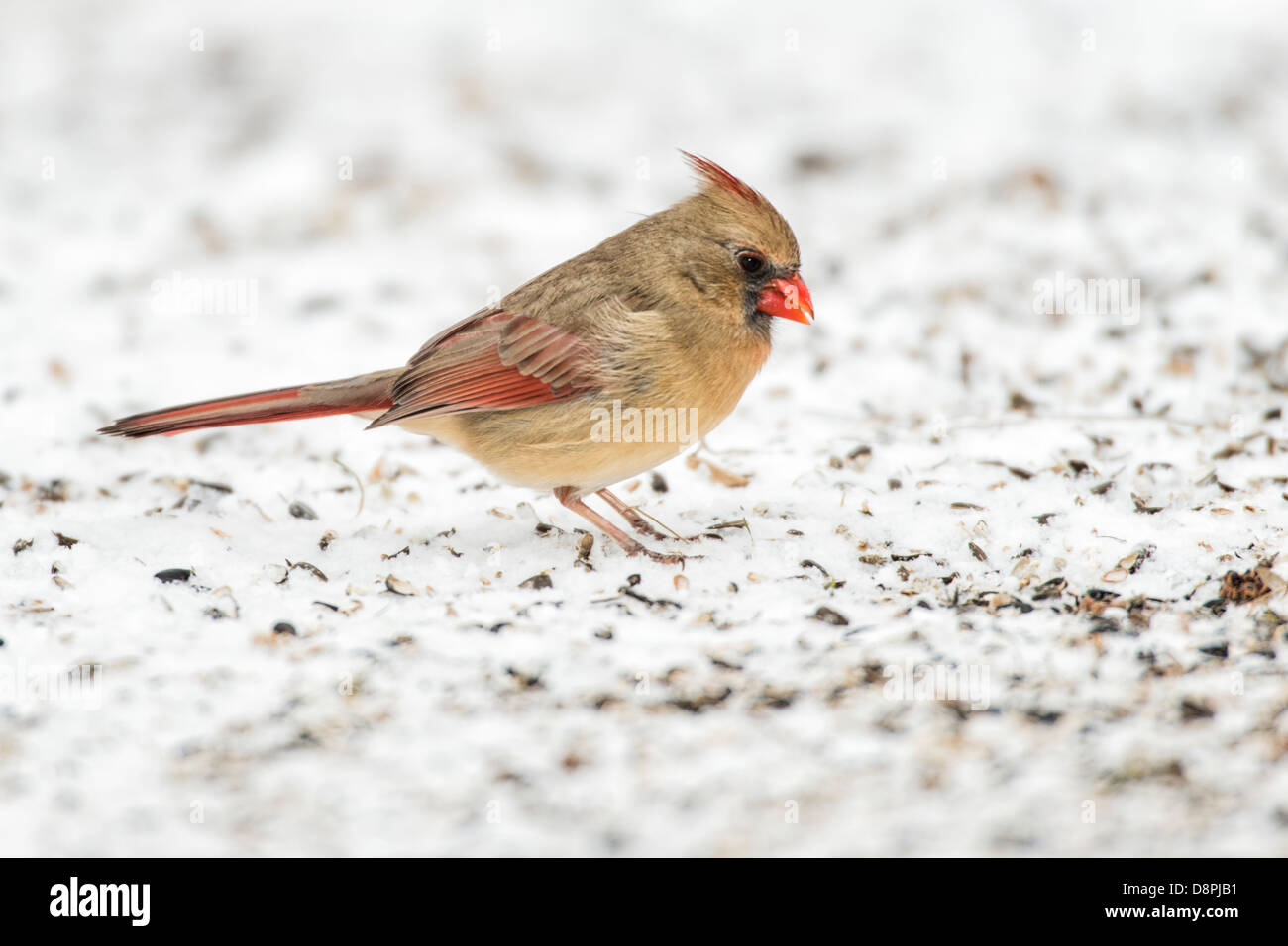 Female Northern Cardinal foraging in snow for seeds on ground Stock ...
