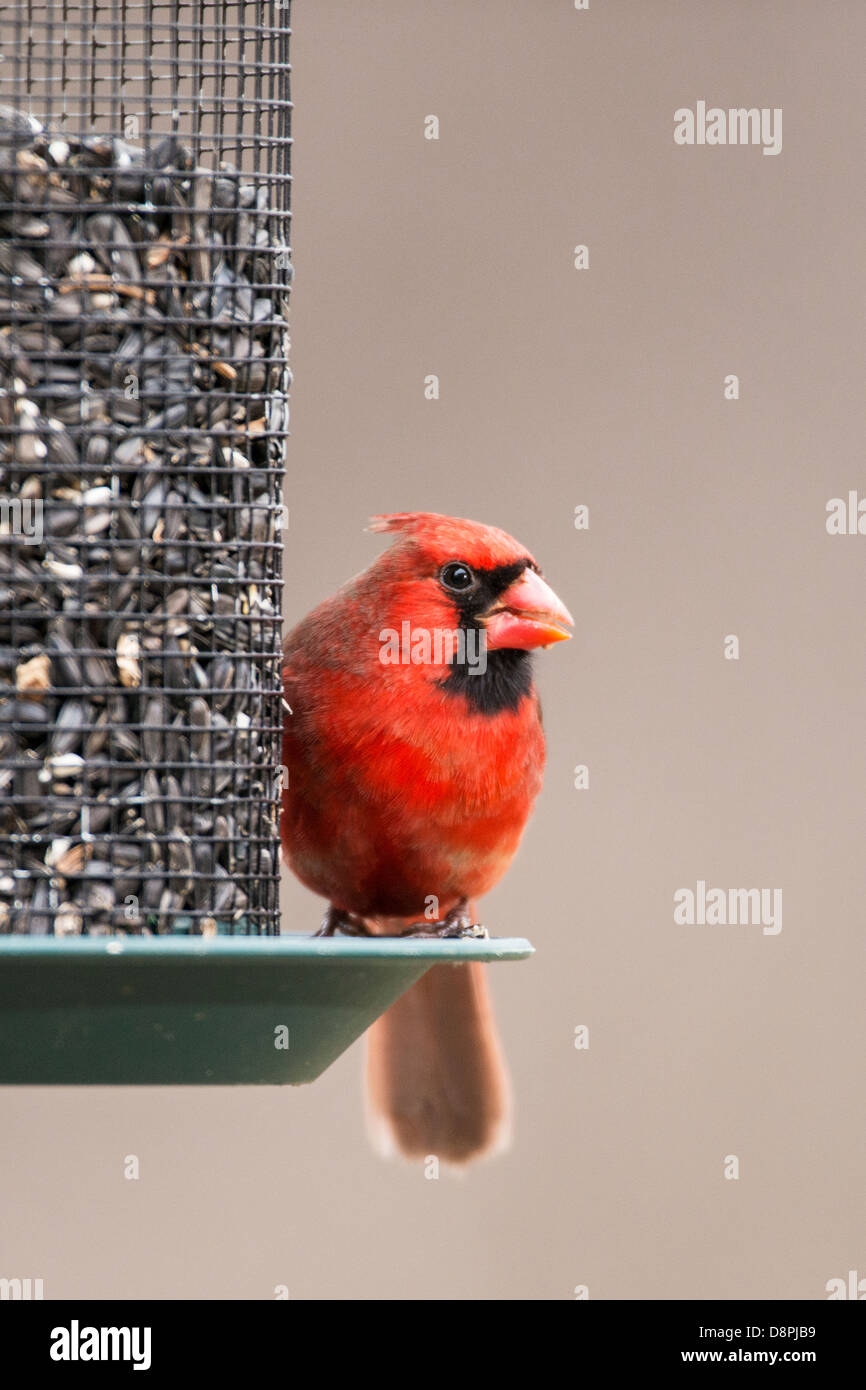 Male Northern Cardinal perched on seed feeder Stock Photo - Alamy