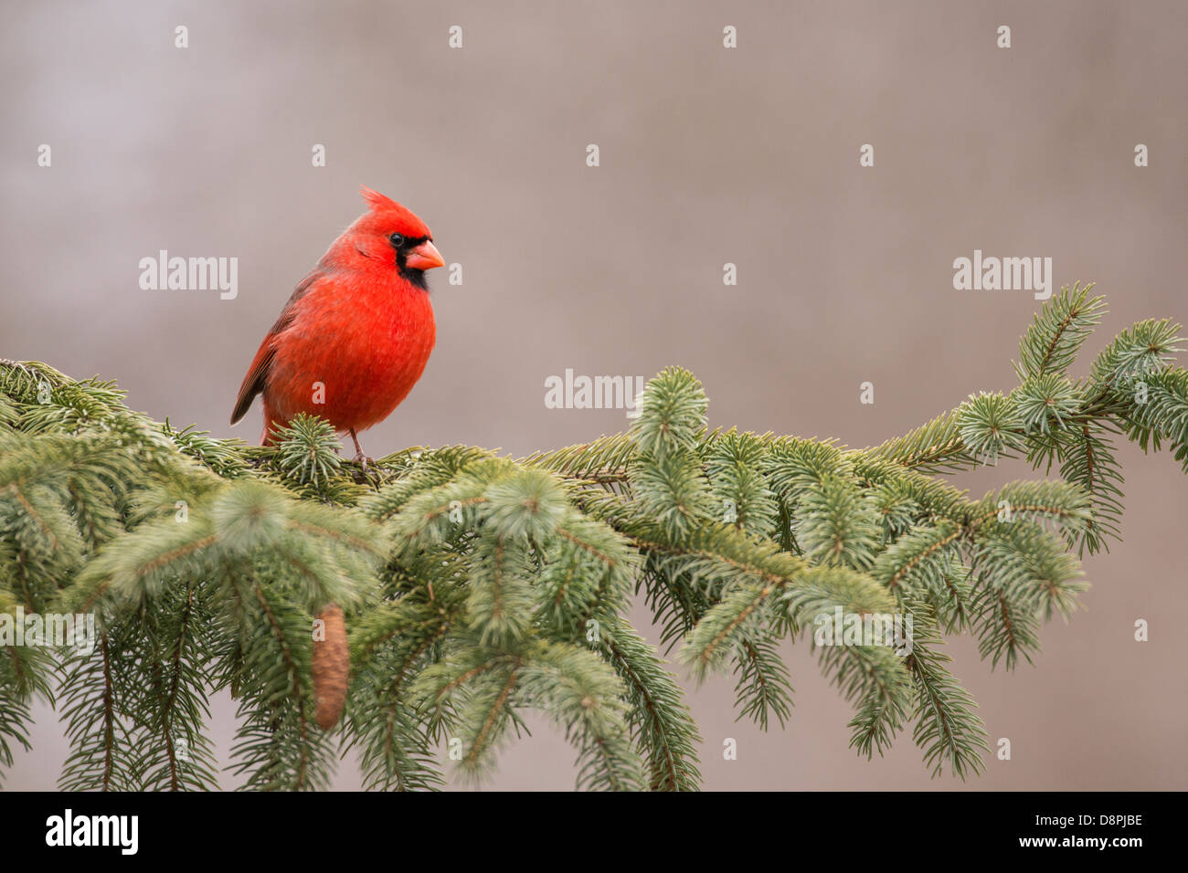 Male Northern Cardinal perched in fir tree Stock Photo - Alamy