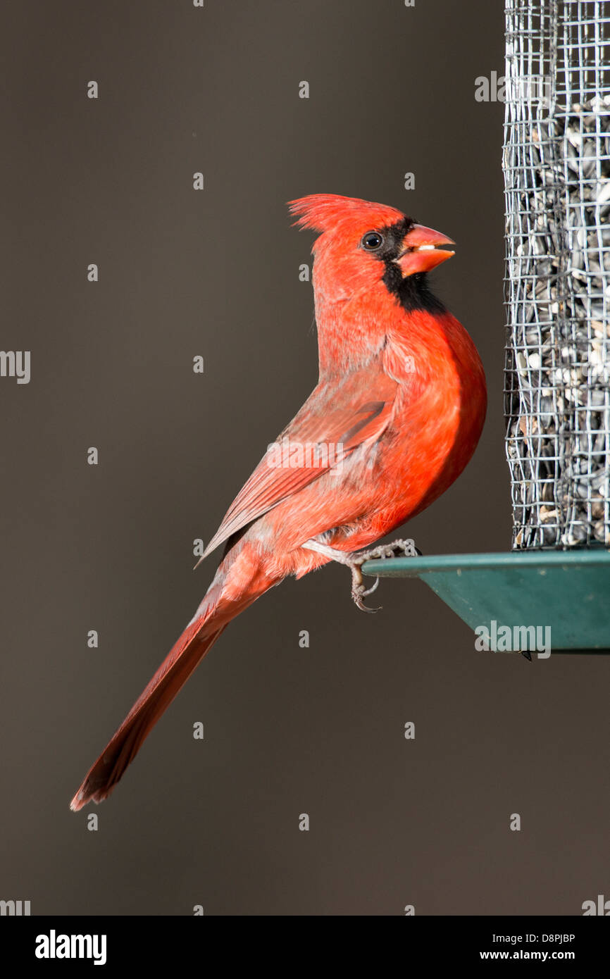 Male Northern Cardinal perched on seed feeder Stock Photo - Alamy