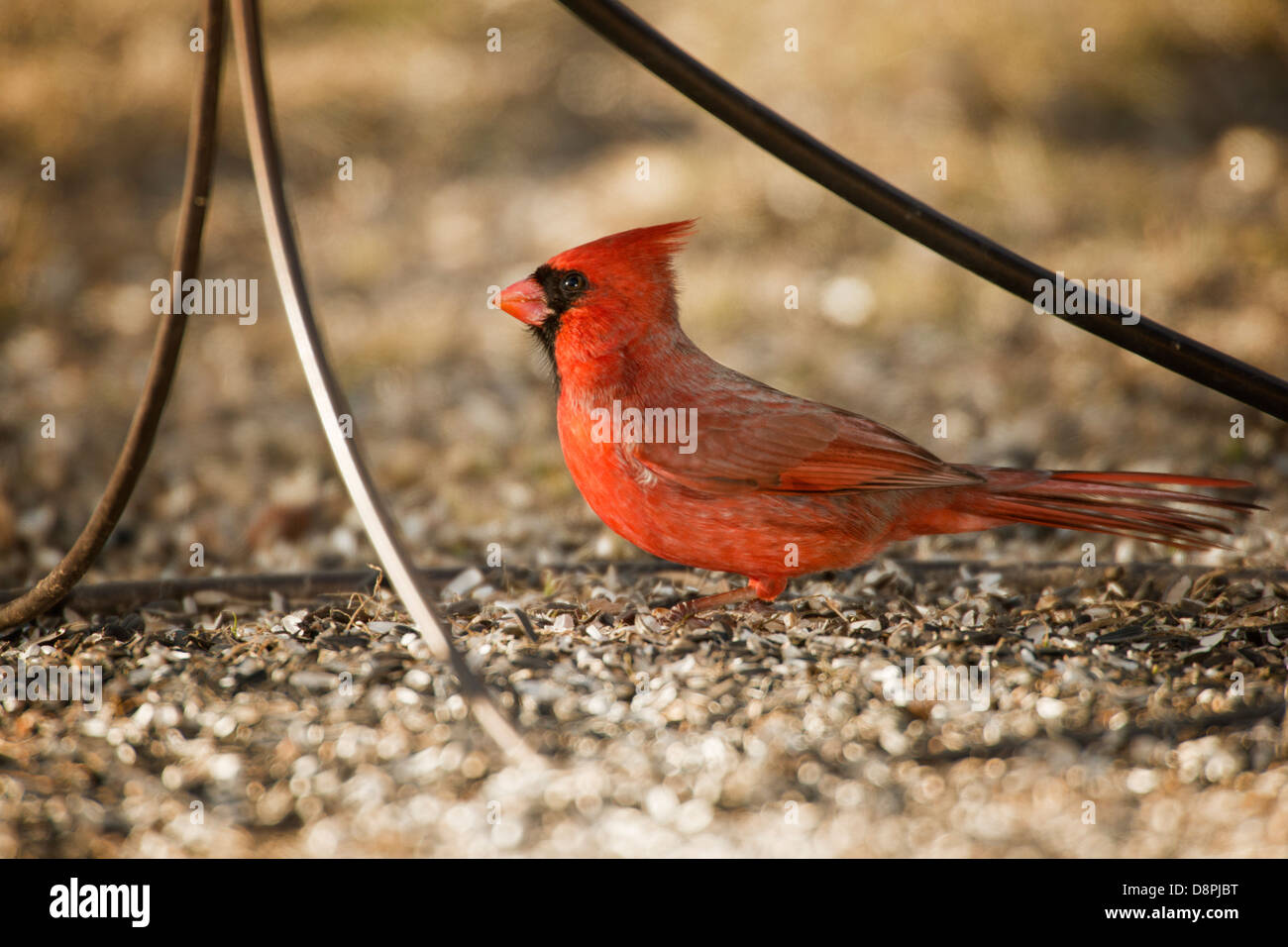 The northern cardinal illinois hi-res stock photography and images - Alamy
