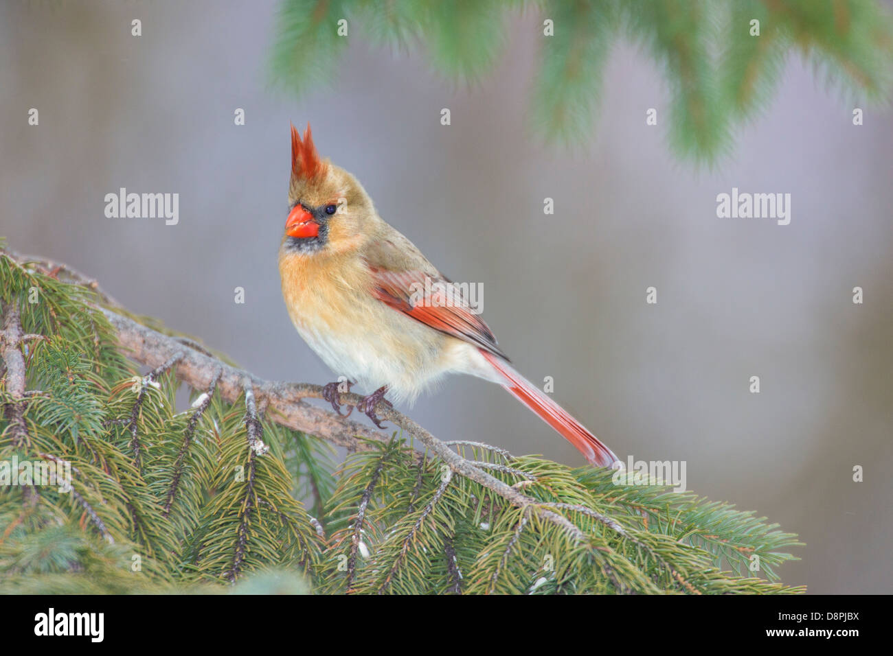 Female Northern Cardinal perched in fir tree Stock Photo - Alamy