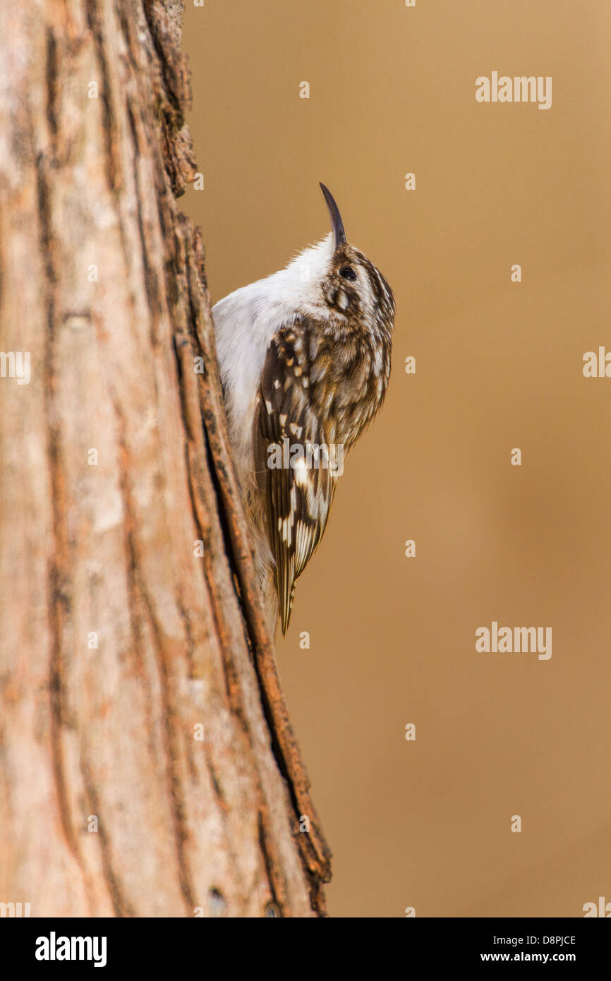 Brown Creeper climbing side of tree Stock Photo - Alamy