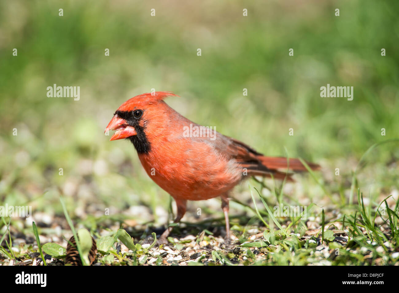 Male Northern Cardinal foraging on ground for seeds Stock Photo - Alamy