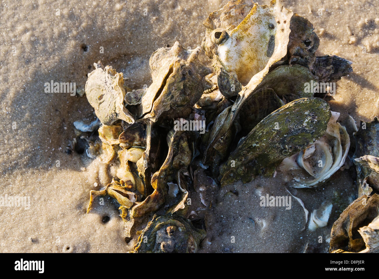 Oysters in the Sand Stock Photo - Alamy
