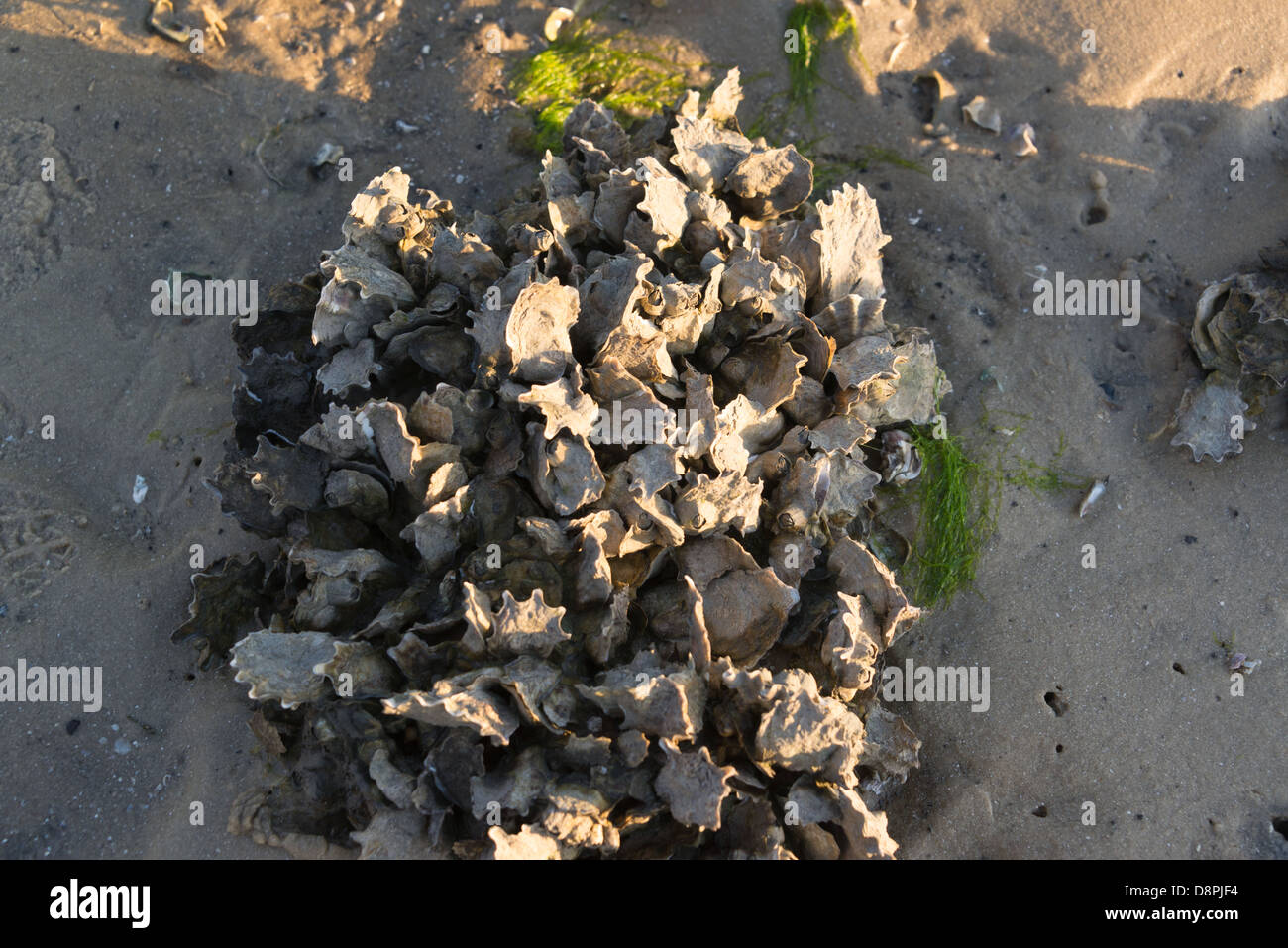 Shell beds hi-res stock photography and images - Alamy