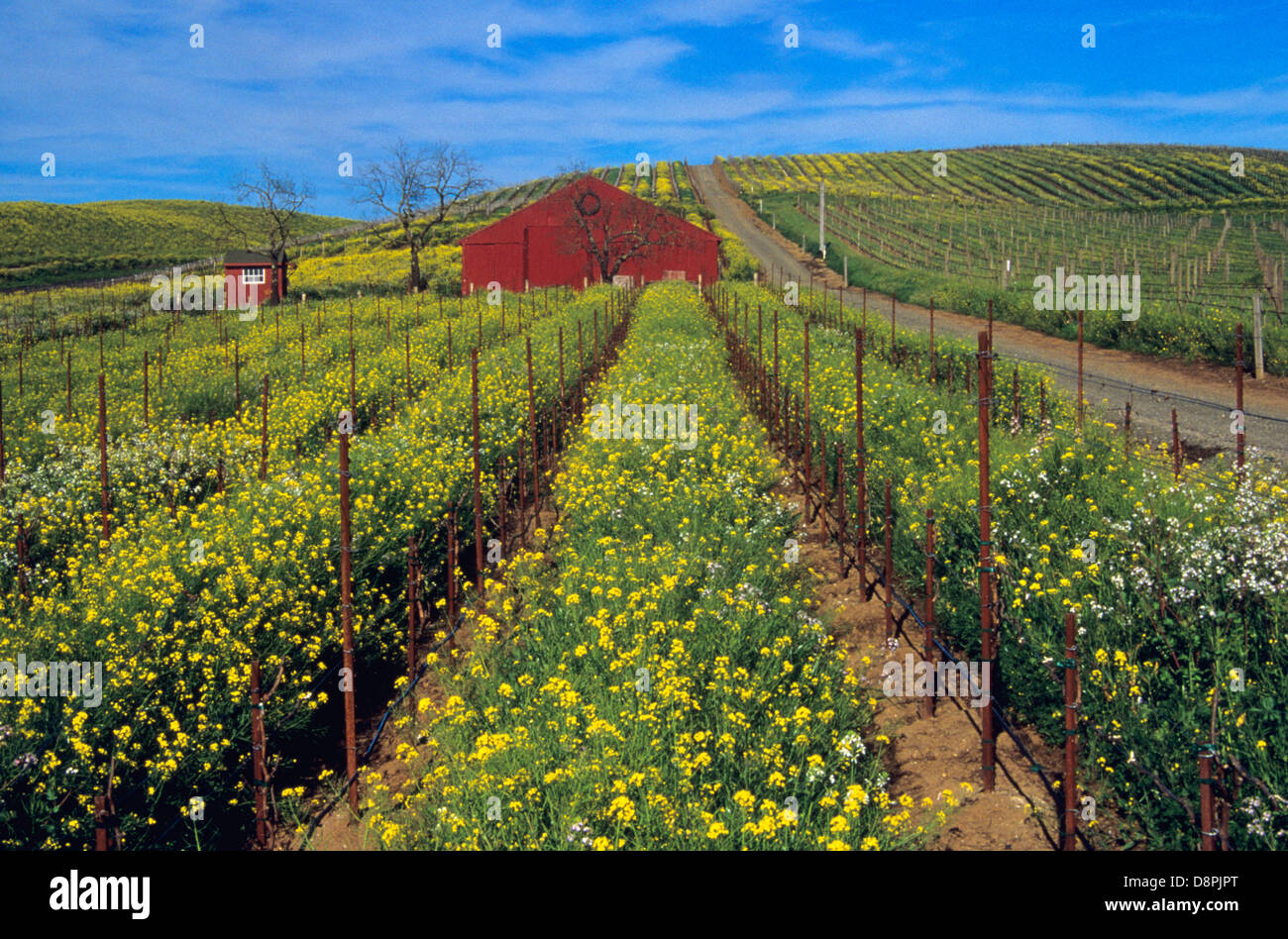 rows of mustard bloom in early spring in Napa Valley Wine Country ...