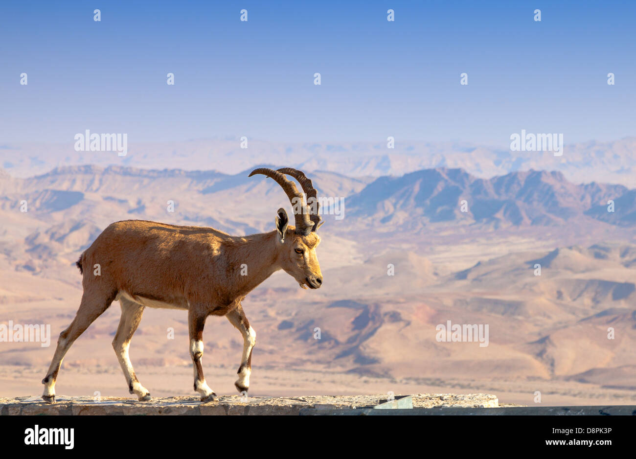 Ibex goat hi-res stock photography and images - Alamy