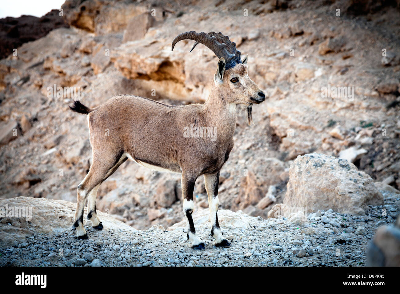 Ibex goat hi-res stock photography and images - Alamy
