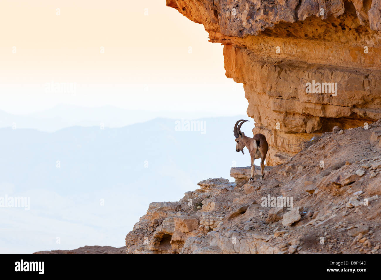 Ibex goat hi-res stock photography and images - Alamy