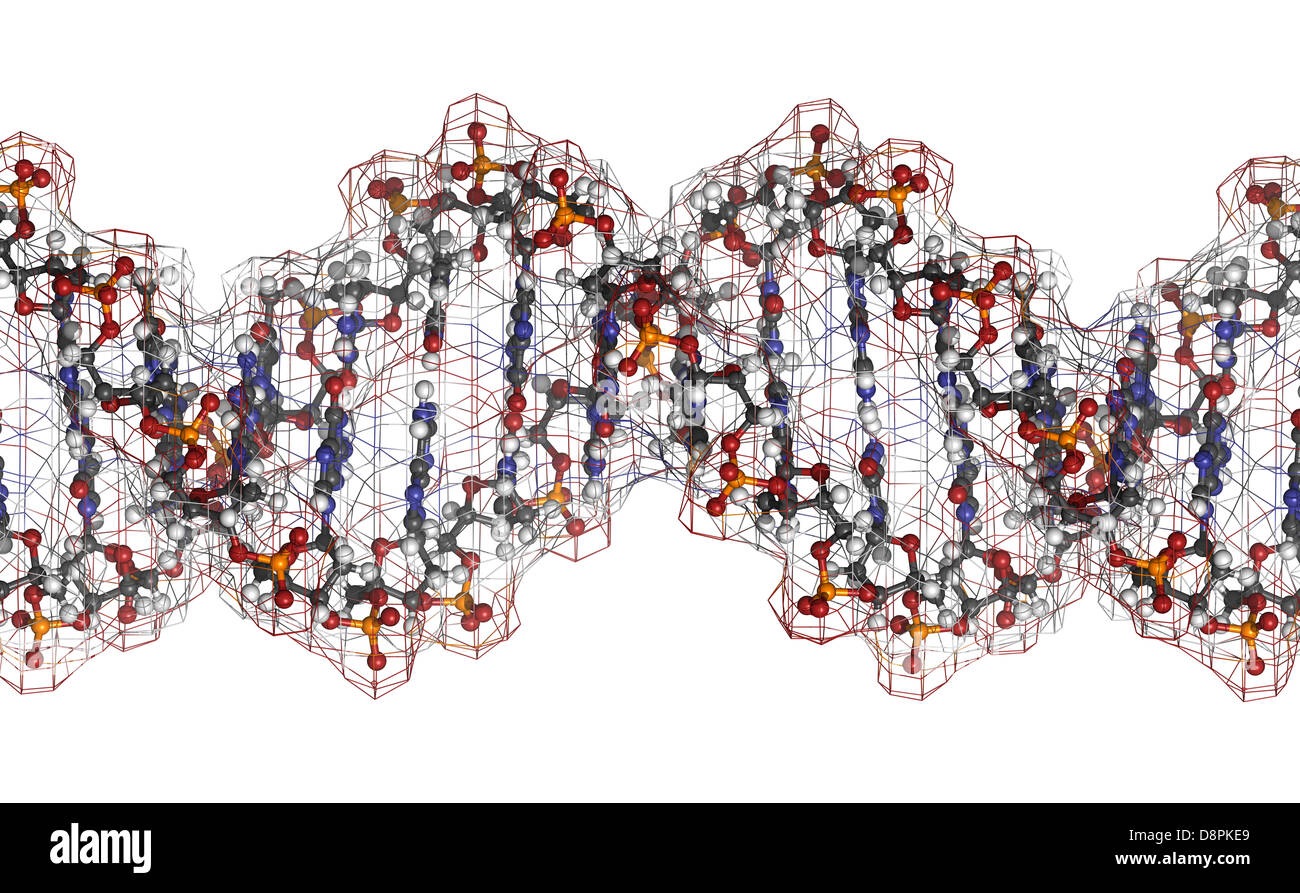 DNA structure. Computer model of part of the gene for human growth ...