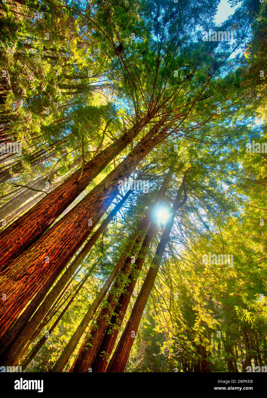 Sun beaming through tall redwood trees Stock Photo - Alamy