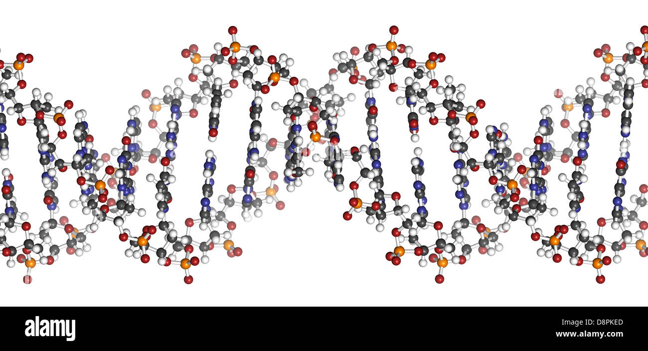 DNA structure. Computer model of part of the gene for human growth ...