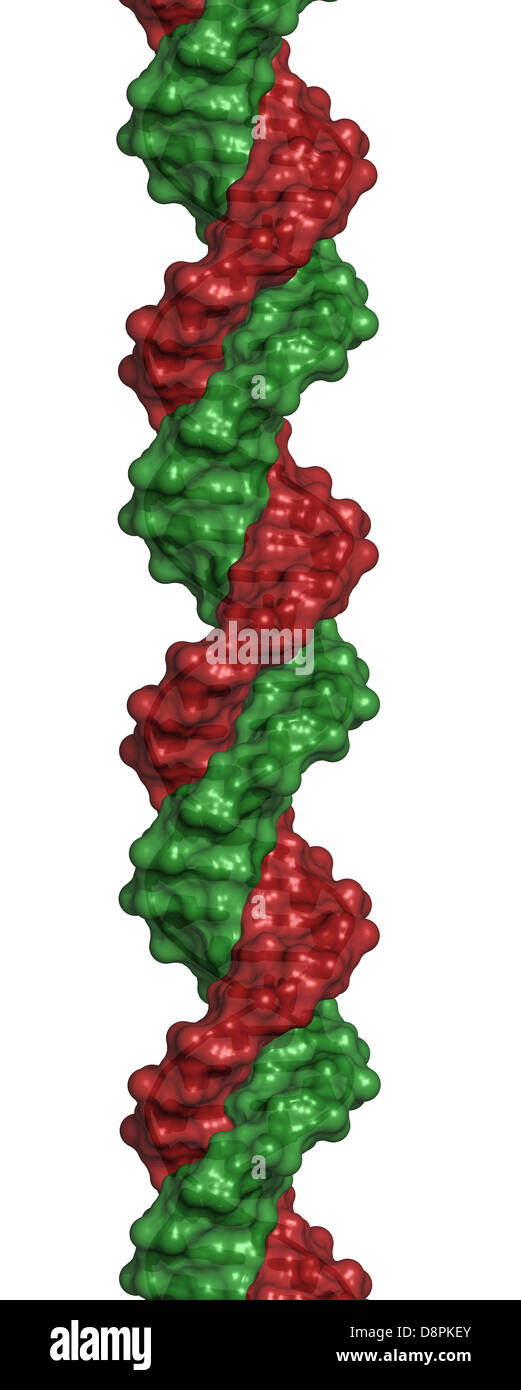DNA structure. Computer model of part of the gene for human growth ...