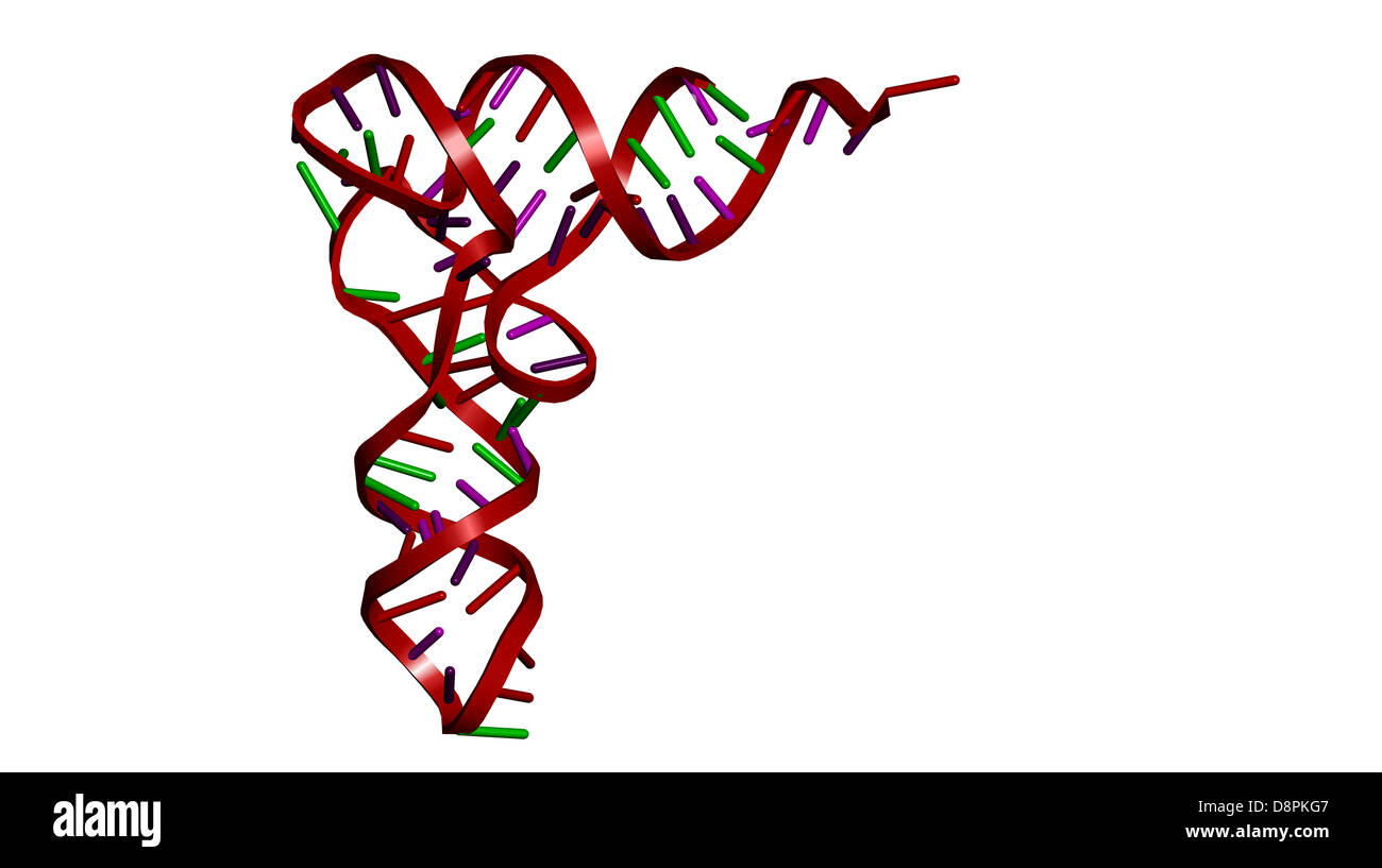 Anticodon Cut Out Stock Images & Pictures - Alamy