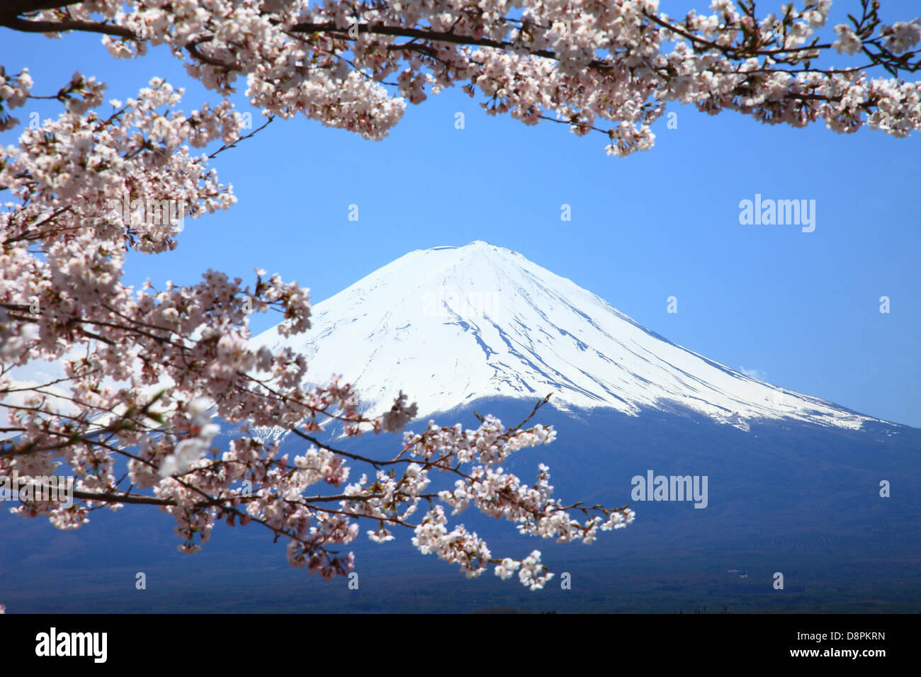 Mount Fuji Cherry Tree Stock Photos & Mount Fuji Cherry Tree Stock ...