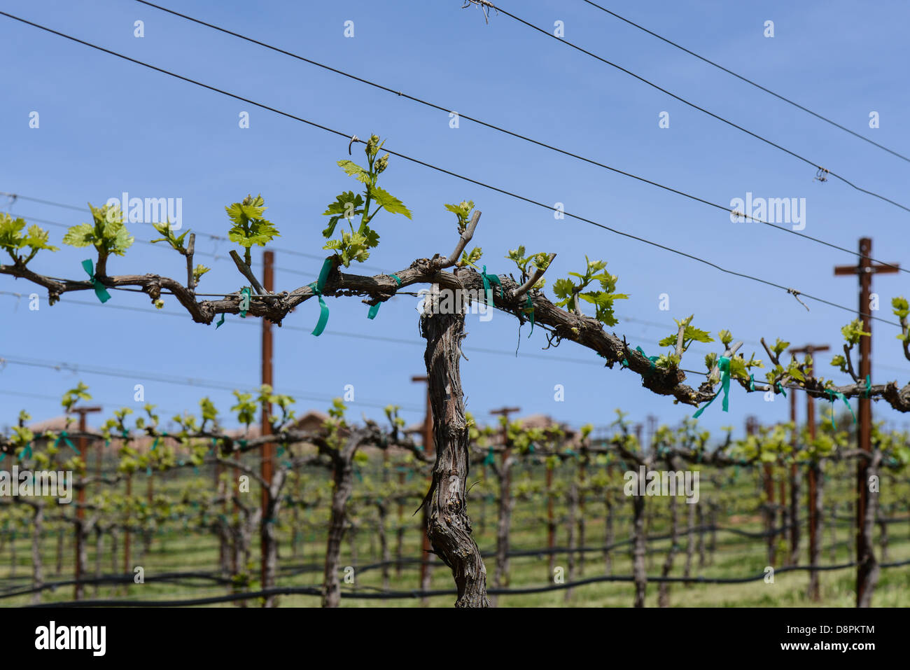 Grapevine in Spring with Blue Sky Stock Photo - Alamy