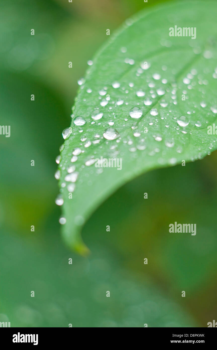 May dew hi-res stock photography and images - Alamy