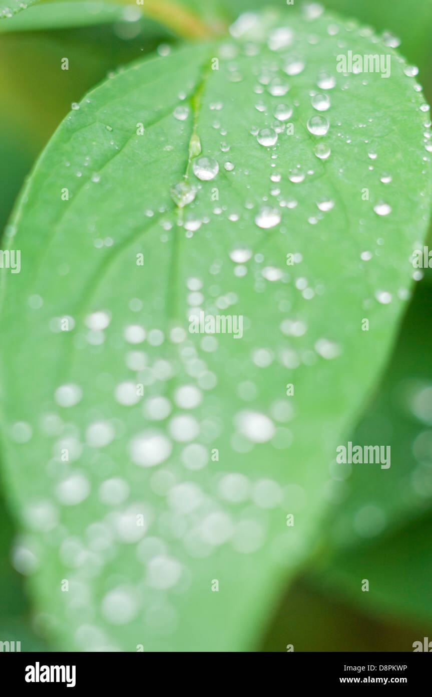 May dew hi-res stock photography and images - Alamy