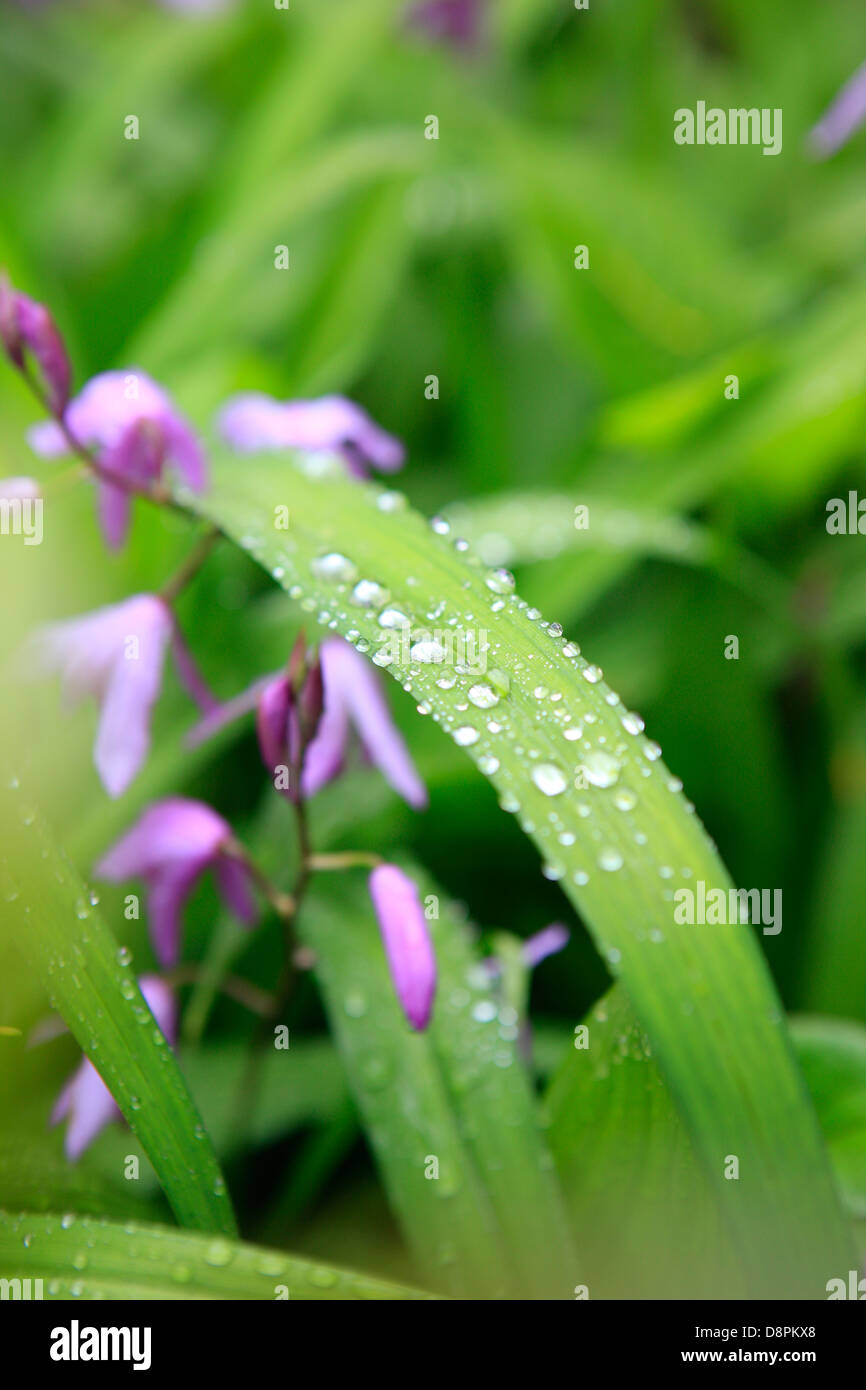 The may dew hi-res stock photography and images - Alamy