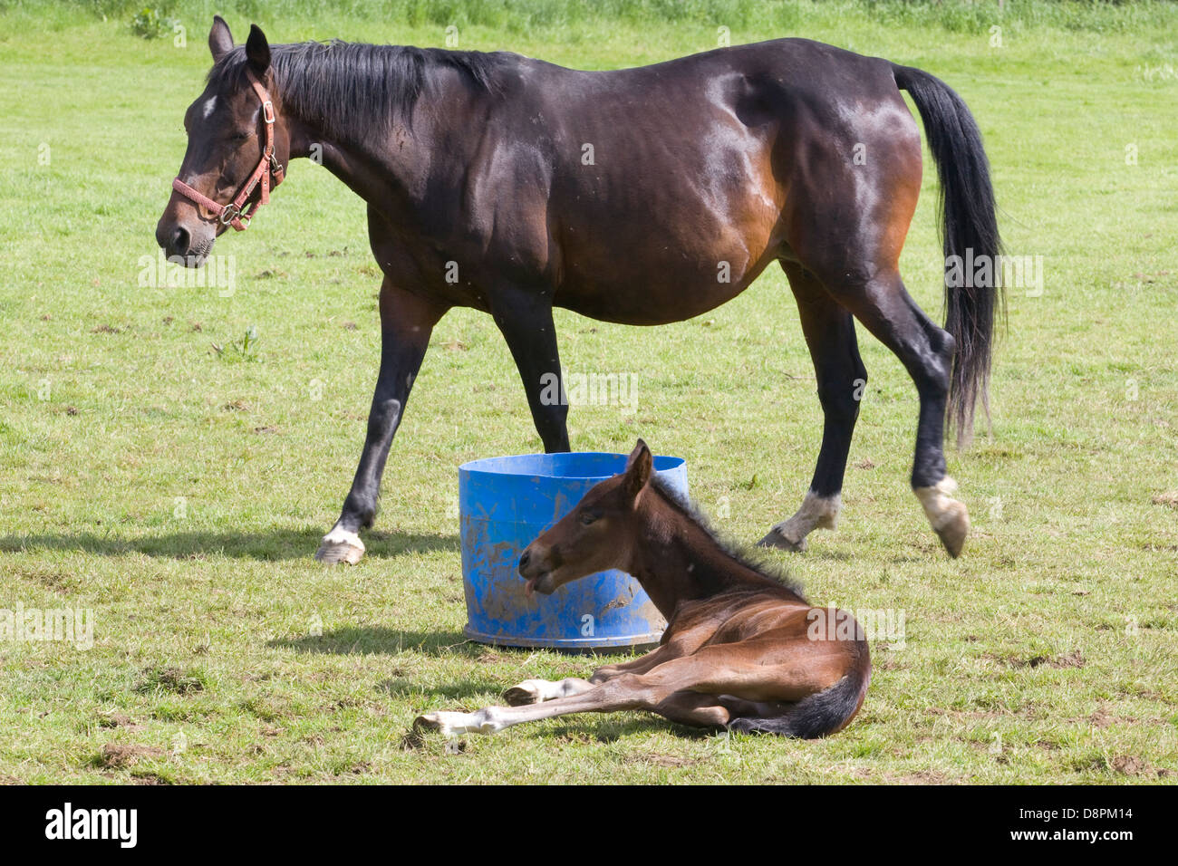 Mare and her foal in a paddock Equus ferus caballus Stock Photo - Alamy