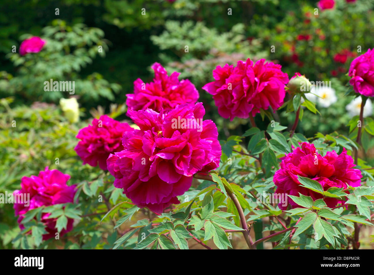 Tree Peony flowers Stock Photo - Alamy